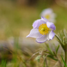 Canadian Rockies Spring Photography Art