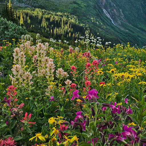 Wildflower Wall Art of the Canadian Rockies